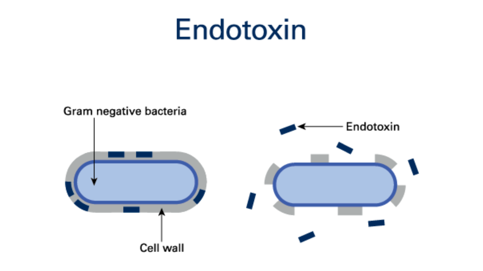 The Benefits of Low Endotoxin Products